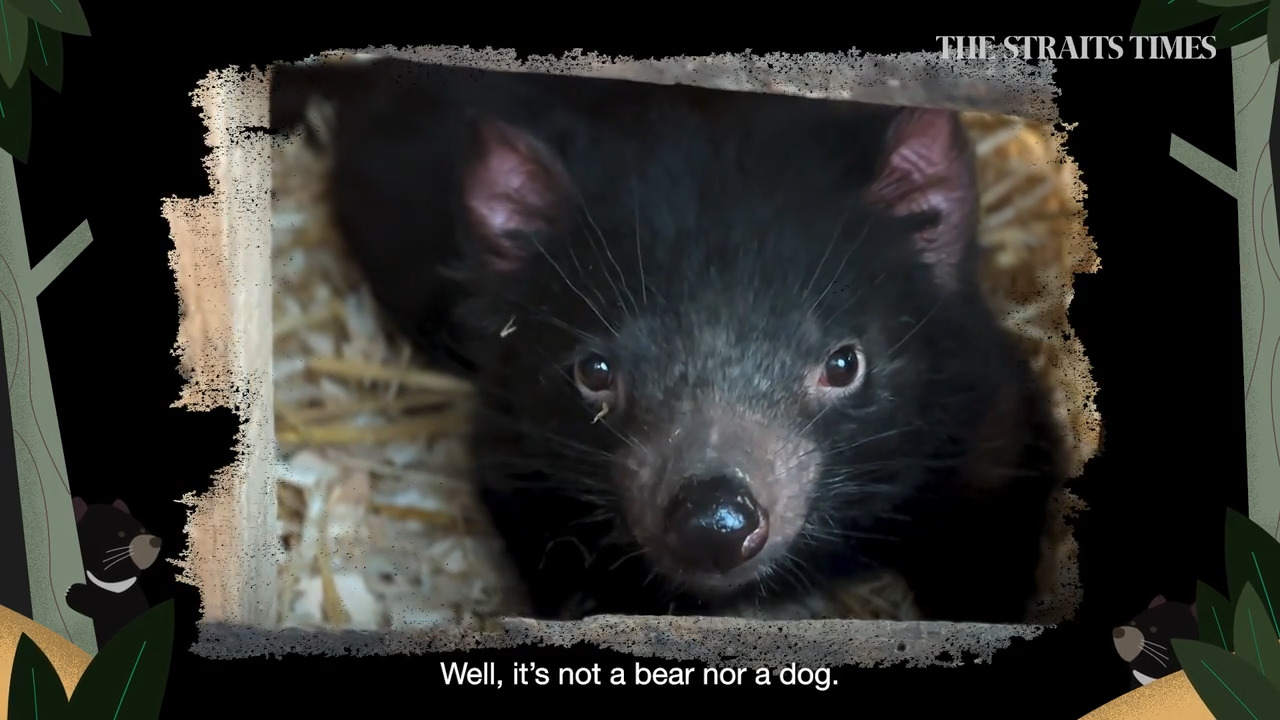 9 questions you may have about the tasmanian devil video. STAYHOME.COM ...