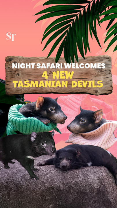 Night Safari welcomes 4 new Tasmanian devils from Australia