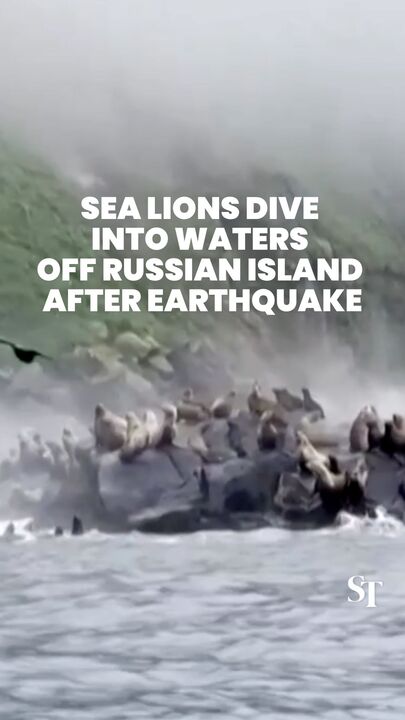 Panicked sea lions dive into waters off Russian island after earthquake