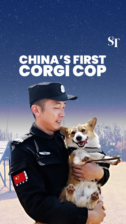 China’s first corgi police dog video. STAYHOME.COM.SG #StayHomeWithSPH