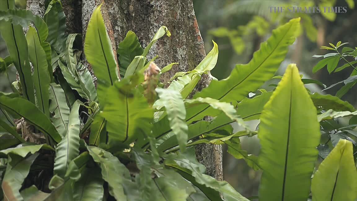 Singapore Botanic Gardens: Heritage trees video. STAYHOME.COM.SG # ...