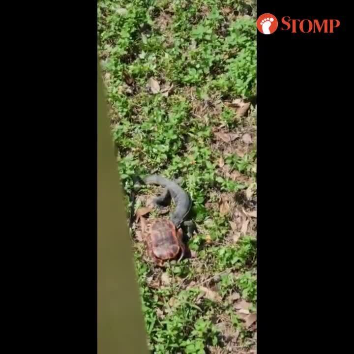 Monitor lizard pokes its head into tortoise shell in Punggol Park video ...